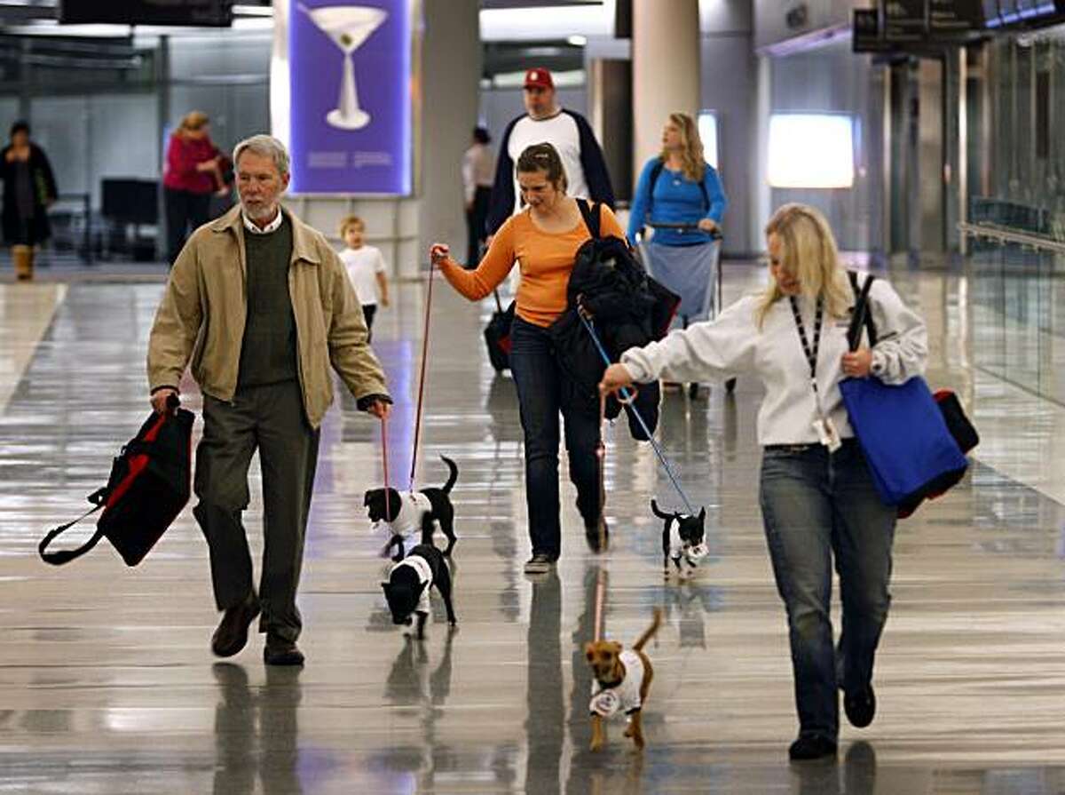 Chihuahuas off to N.Y., flying first class