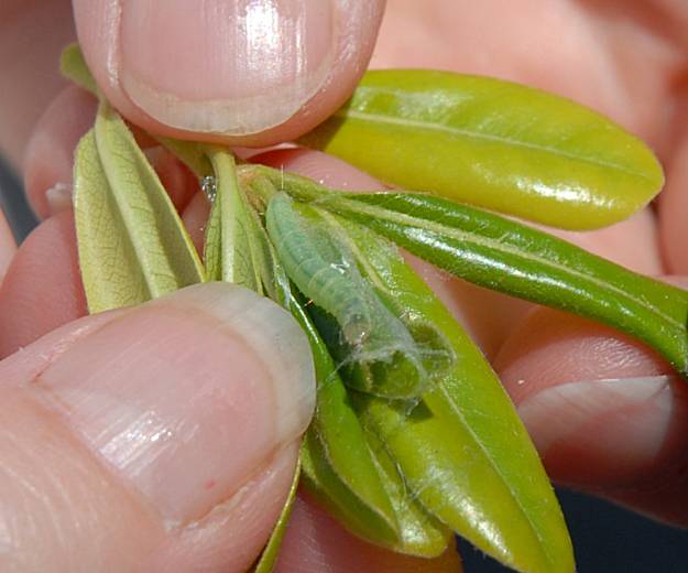 Invasive species? Try humans.