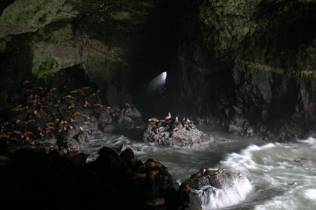 Sea lions showing up in Oregon