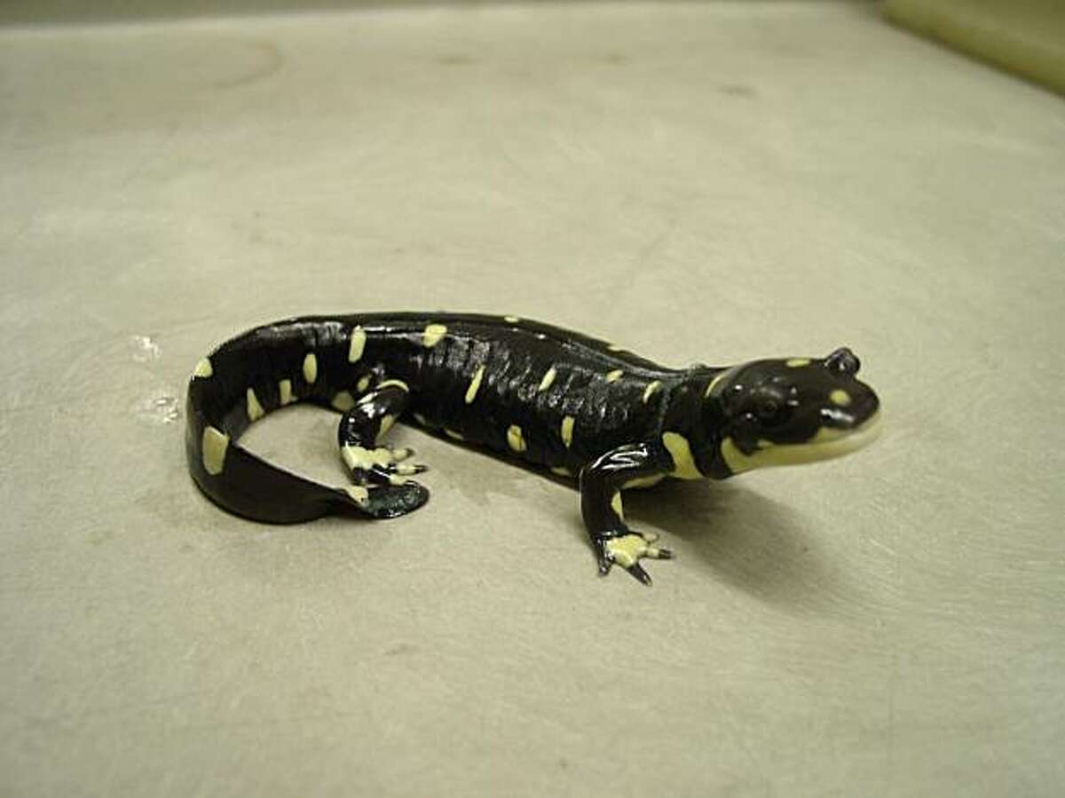 Santa Rosa moves to protect salamanders