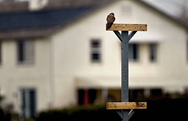 Raptor perches set to control squirrel invaders