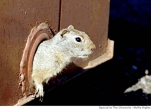Uinta ground squirrels go Dumpster diving