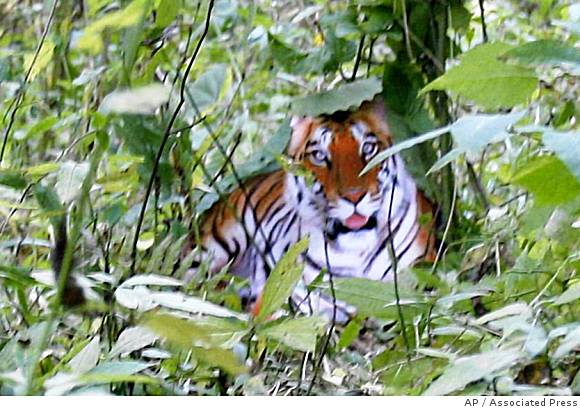 Fake tiger picture stirs flap in China