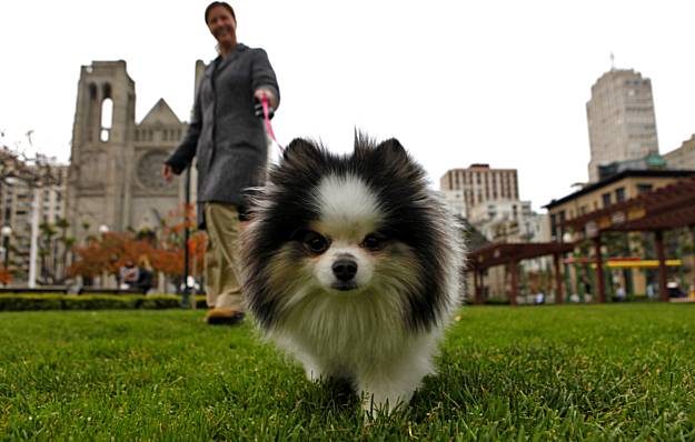 Off-leash dog policy battle at Nob Hill park