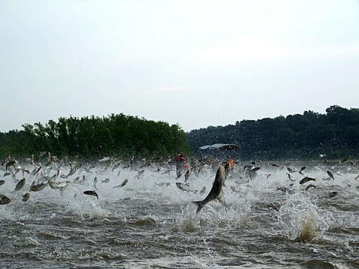 Great lakes try to stop giant carp invasion