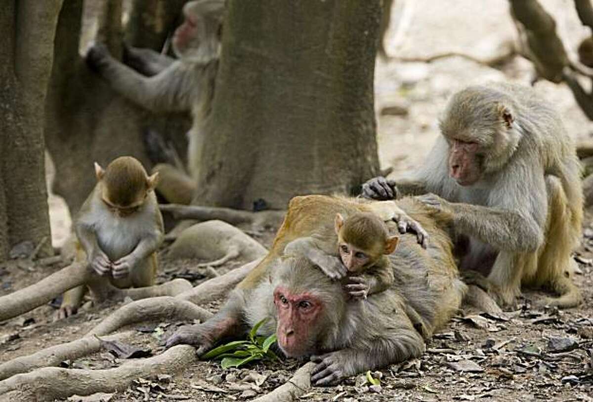 Research-monkey breeding facility planned