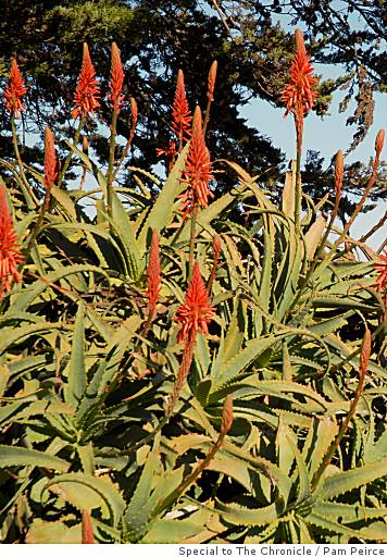 Tree aloe adapts to varied locations, conditions