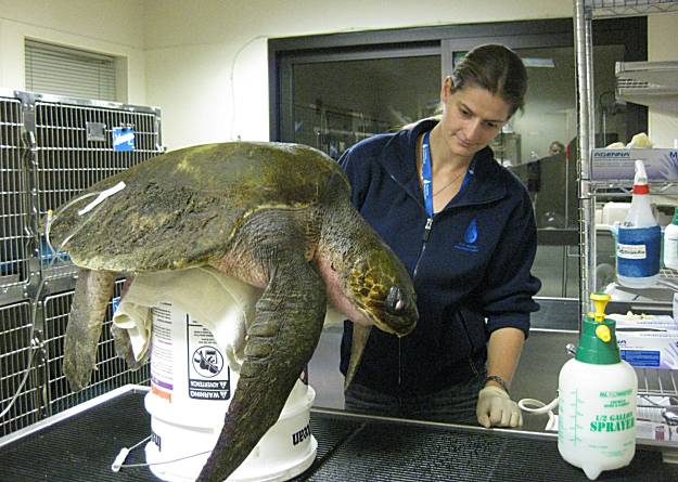Rare giant sea turtle found on Stinson Beach