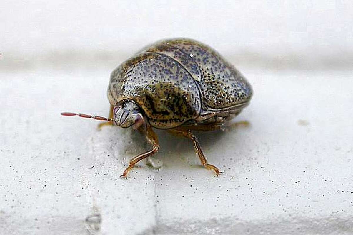 Bug invasion poses risks to Georgia crops