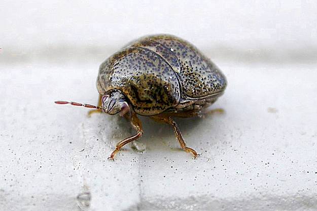 Bug invasion poses risks to Georgia crops