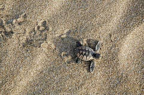 Protecting the turtles in Australia