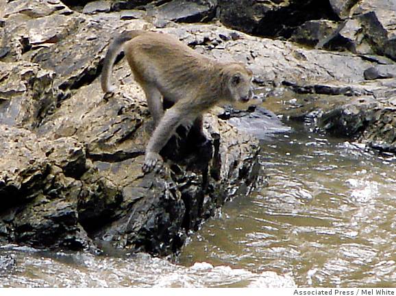 Monkeys have learned to fish, researchers find
