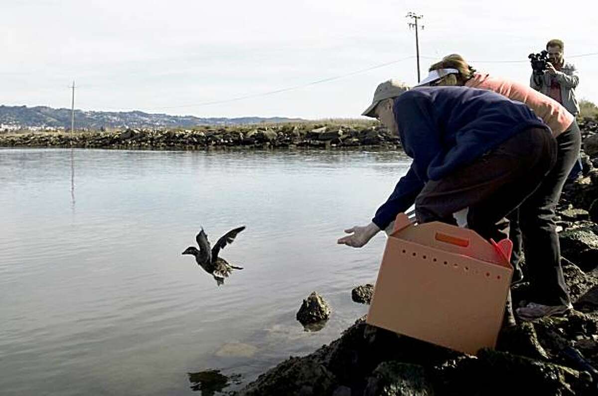 Birds rescued after oil spill freed in Berkeley