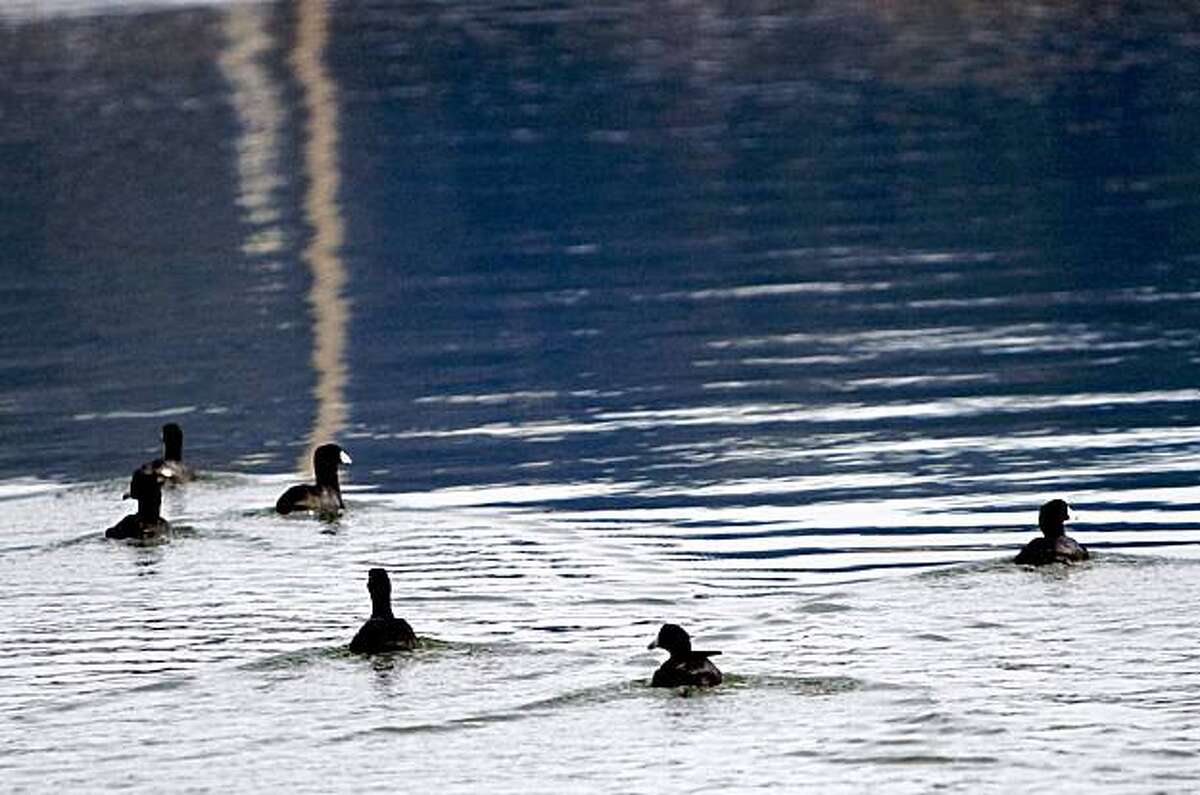 Birds rescued after oil spill freed in Berkeley