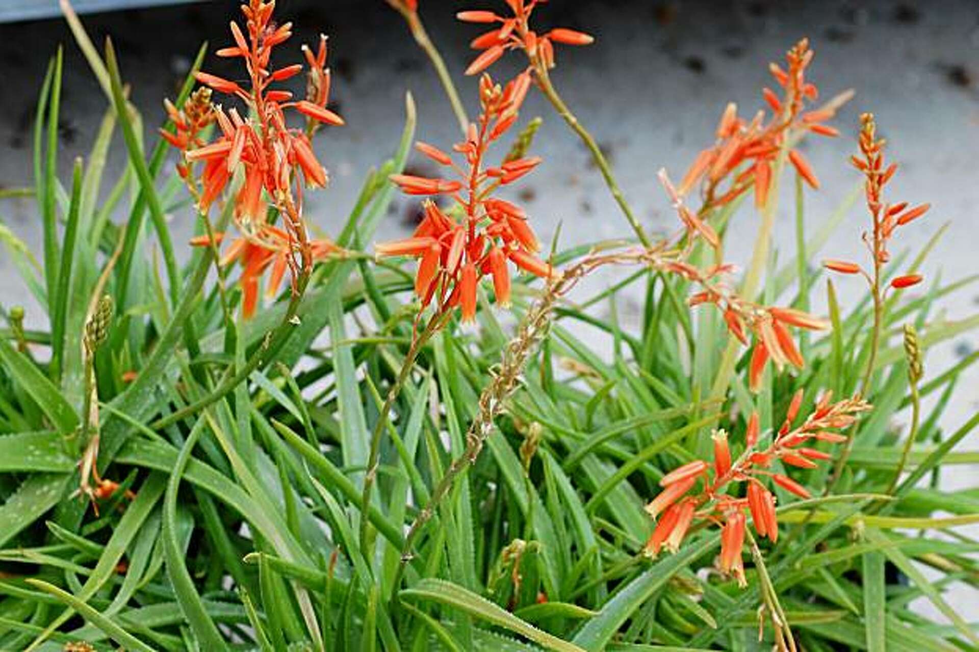 Aloe varietal is both hardy, attractive