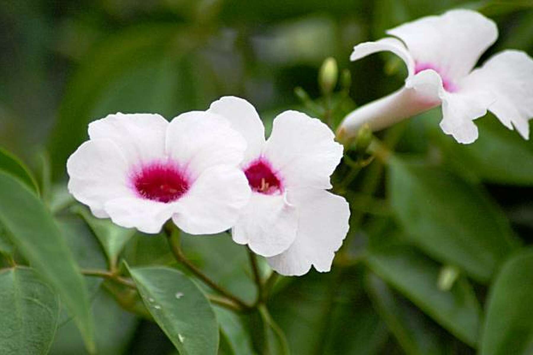 Pandorea Jasminoides