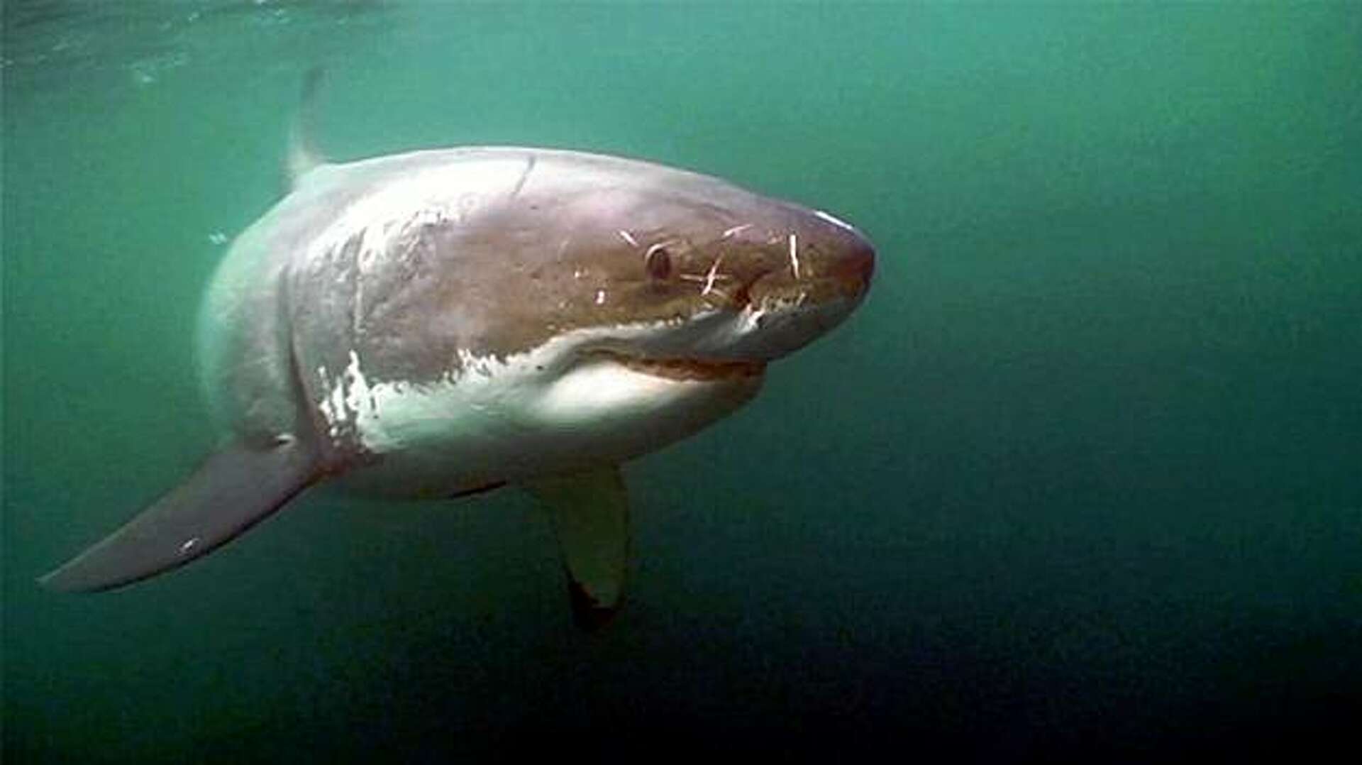 Great white shark stops swim from Golden Gate Bridge to Farallon Islands