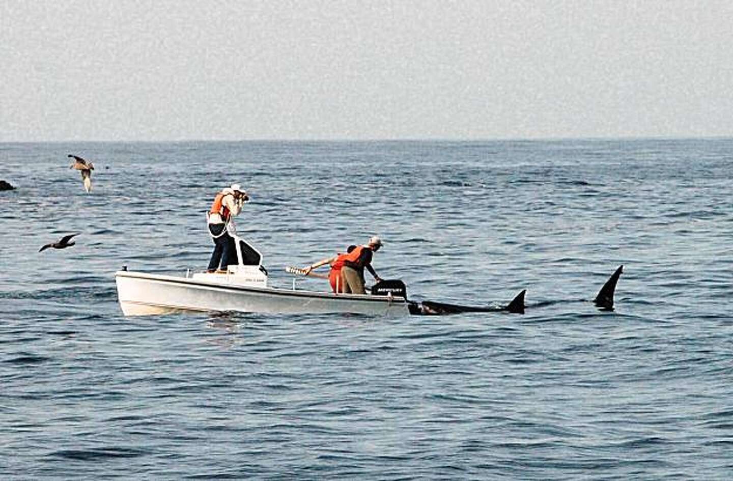 Great white shark study