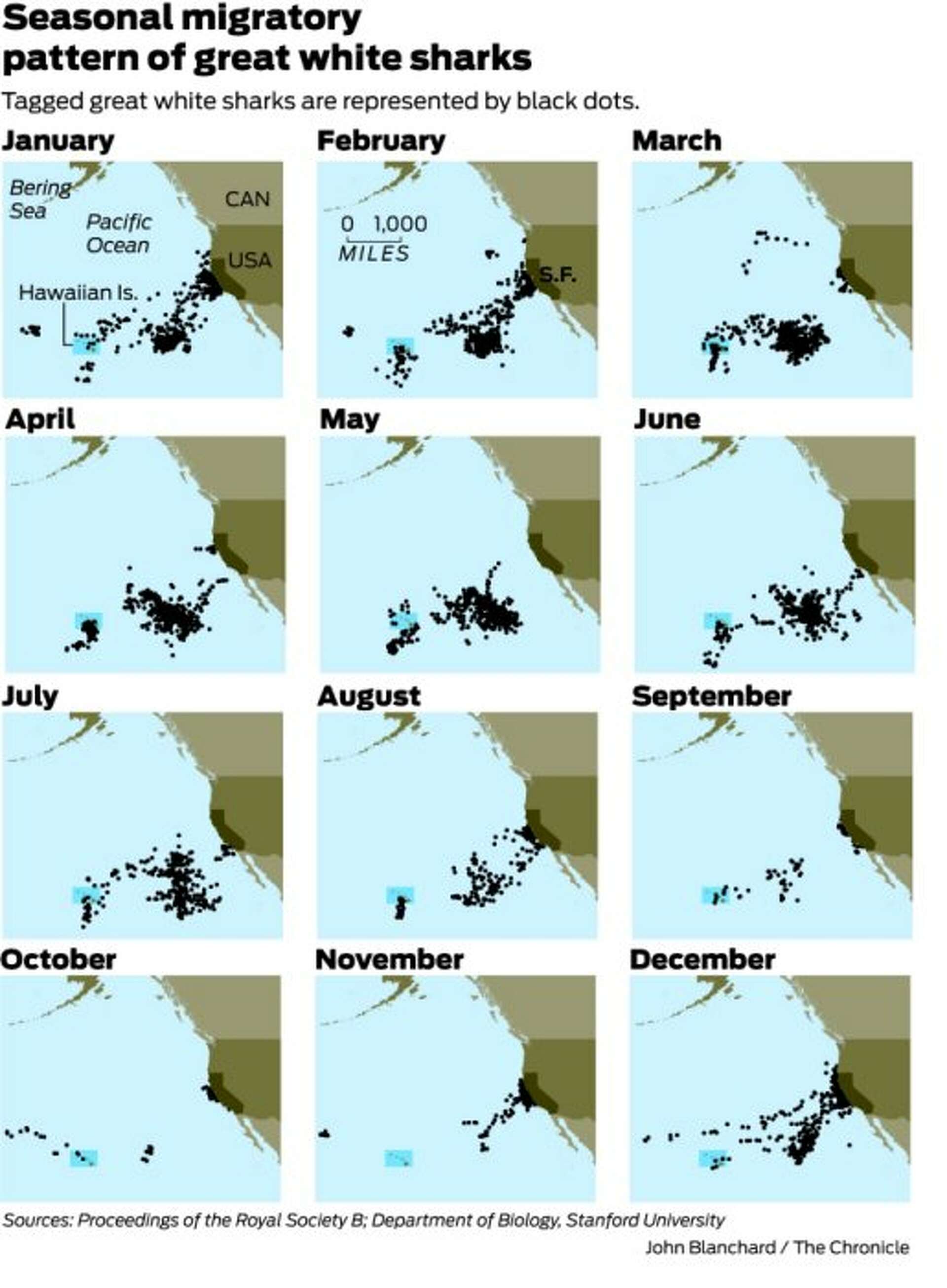Great white shark study