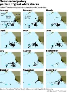 Great white shark study