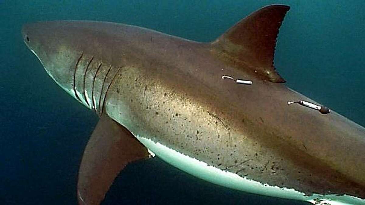 Great white shark study