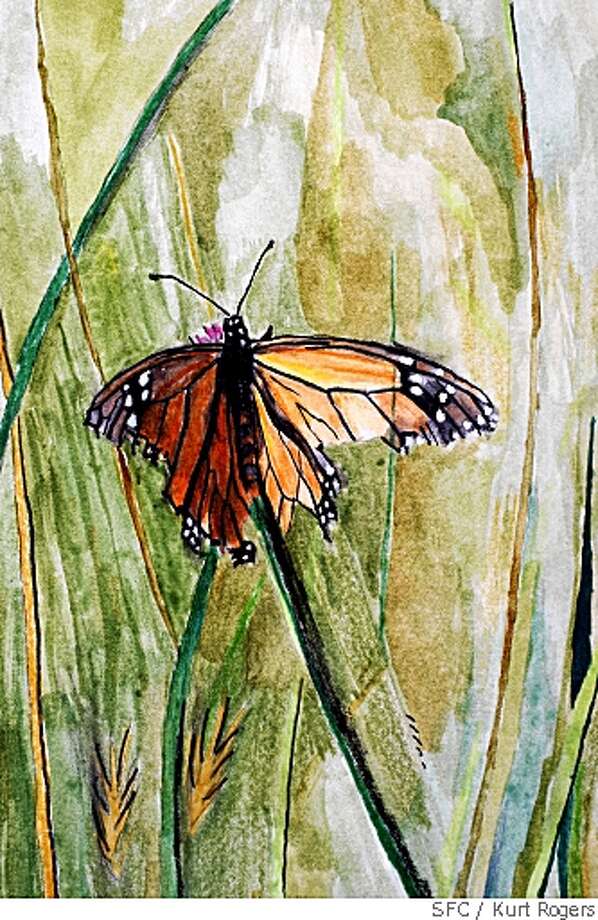 Butterfly madness - SFGate
