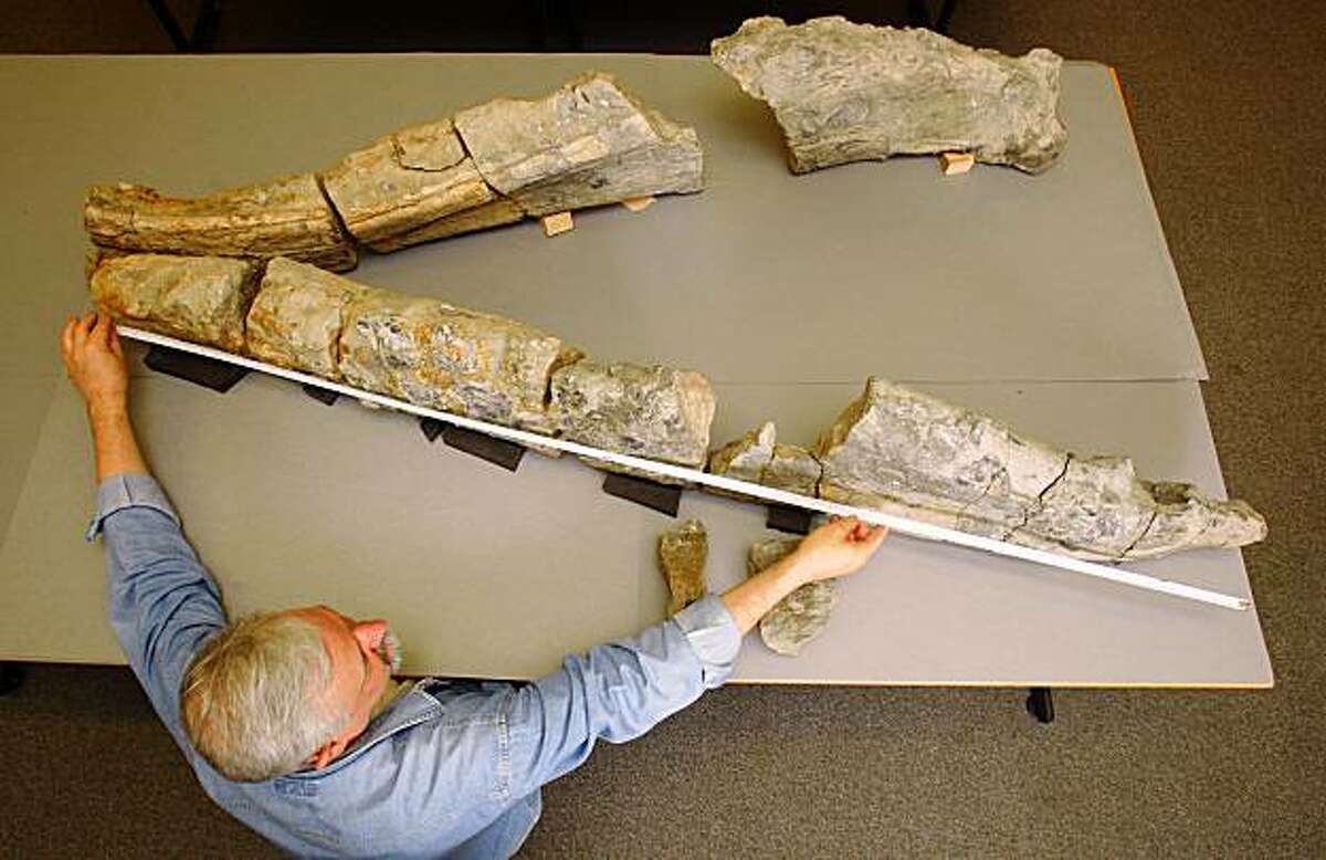 Fossil sea monster skull found on British coast