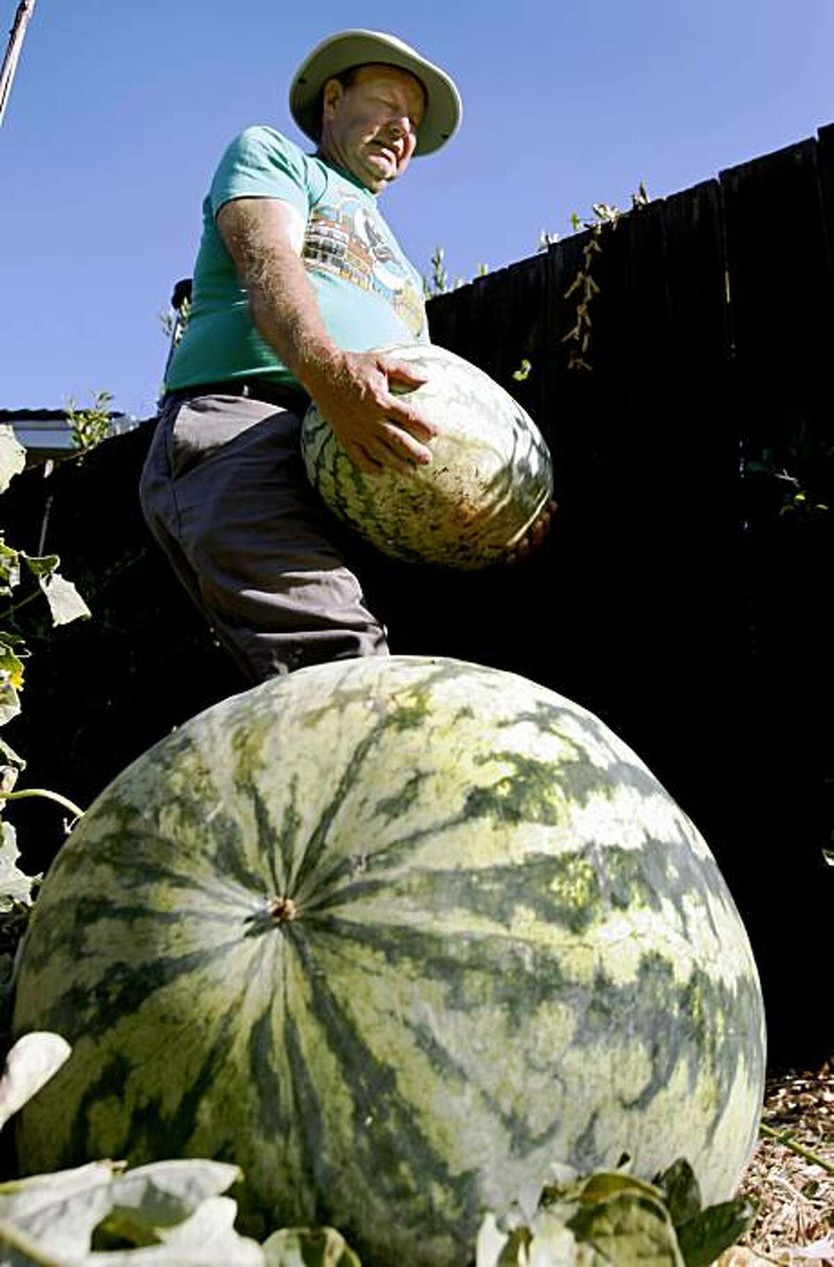 In the pink: Watermelons topping 100 pounds