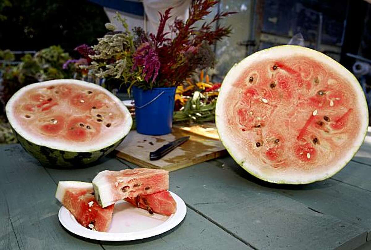 In the pink: Watermelons topping 100 pounds
