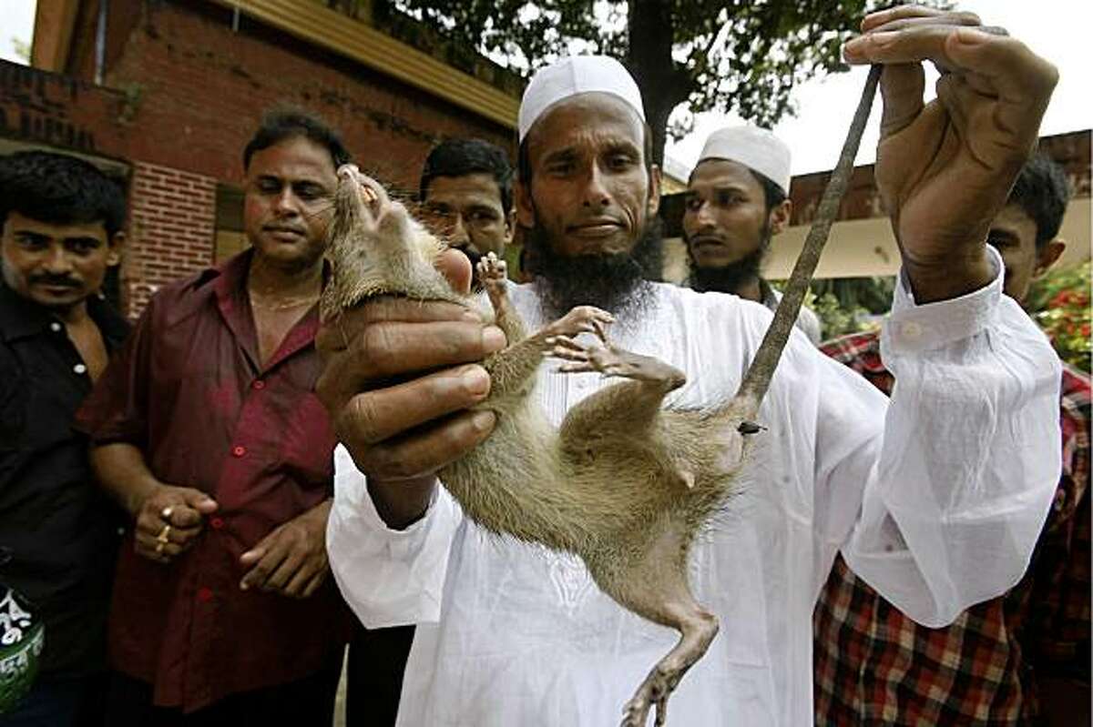 Bangladesh farmer kills 83,450 rats, wins TV