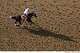 Horse racing comes under fire after death of Eight Belles