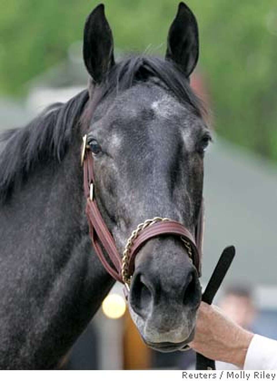 Horse racing comes under fire after death of Eight Belles