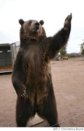 State to probe fatal bear attack