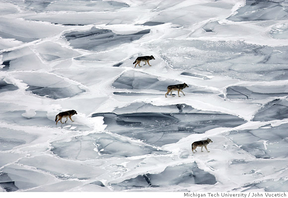 Tracking wolves on a Michigan moose kill