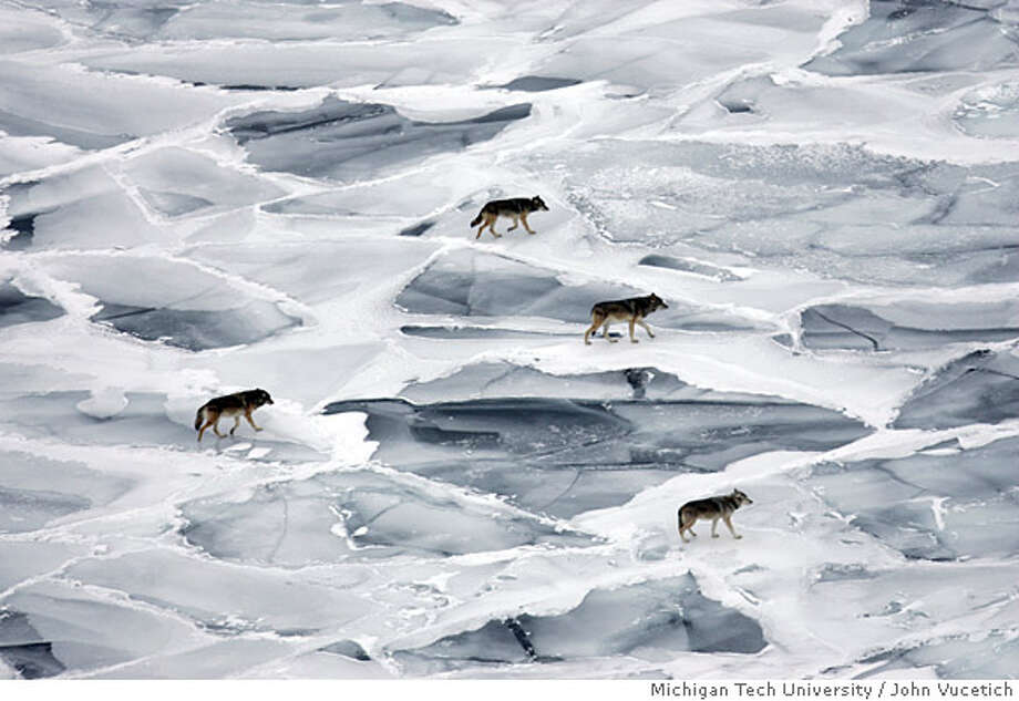 Tracking wolves on a Michigan moose kill - SFGate