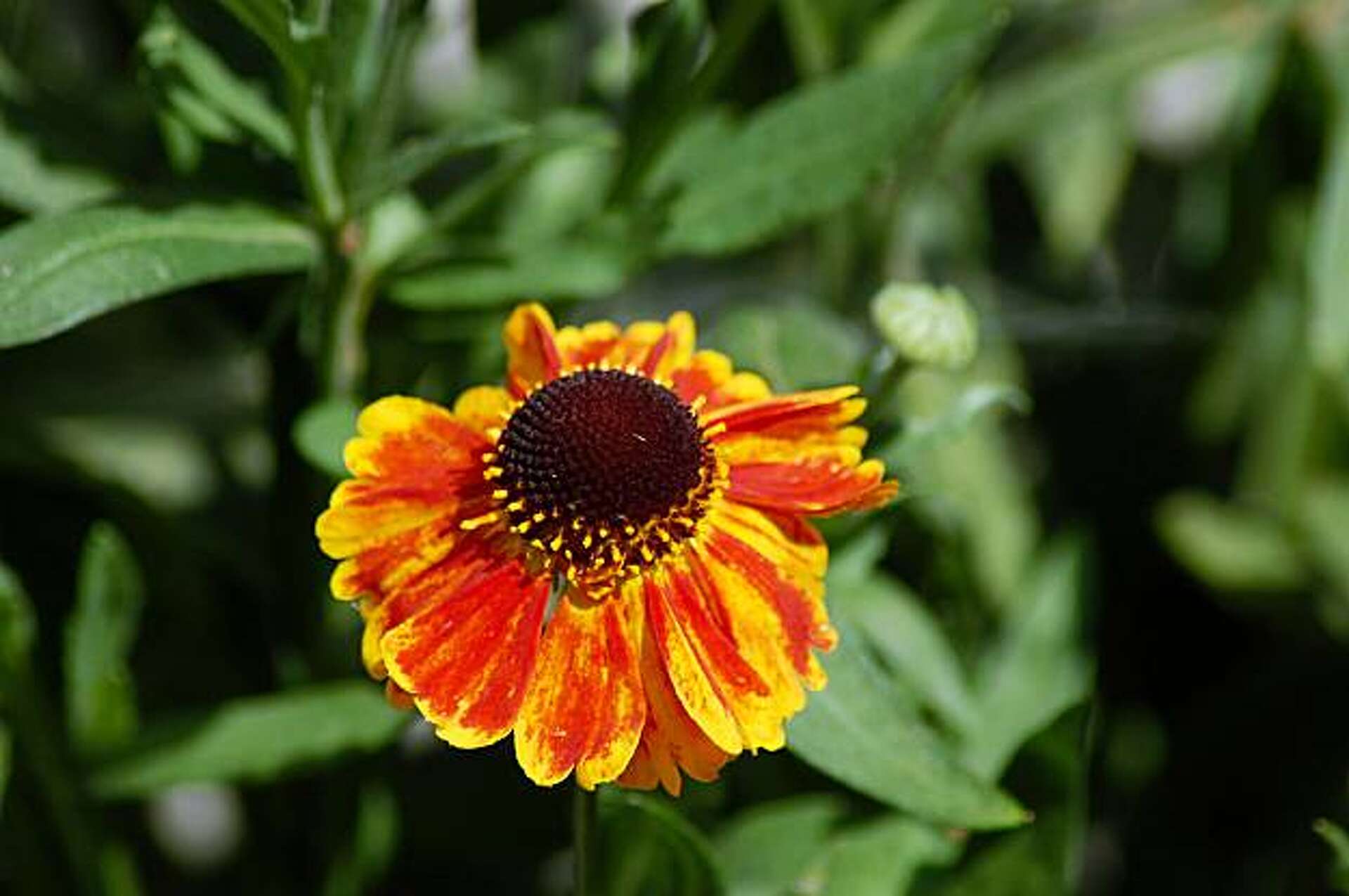 Helenium is a colorful autumn perennial