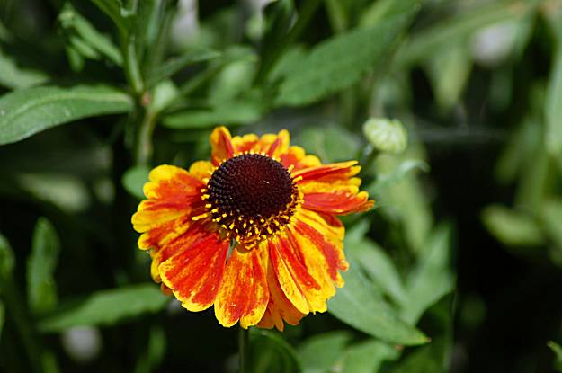 Helenium is a colorful autumn perennial