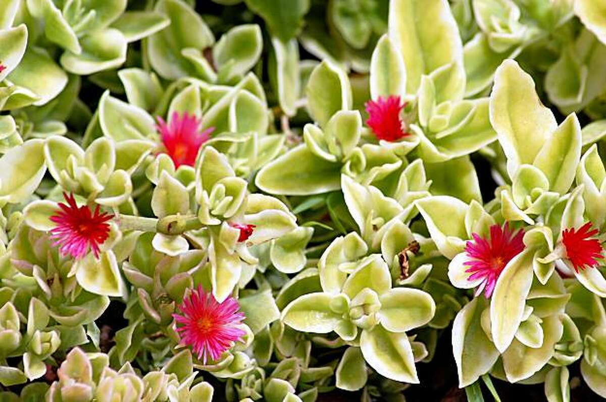 Aptenia makes a colorful ground cover