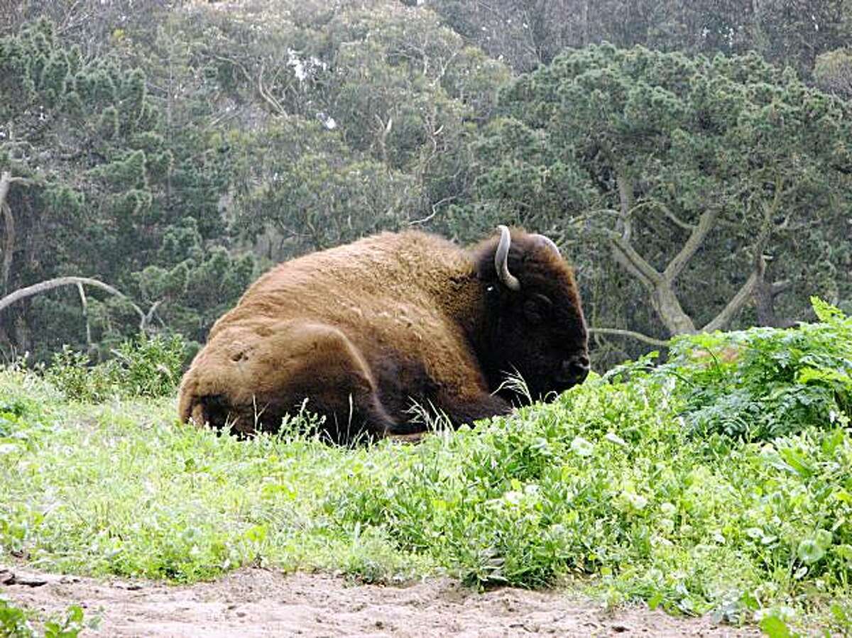 San Francisco: Bison await greener pasture
