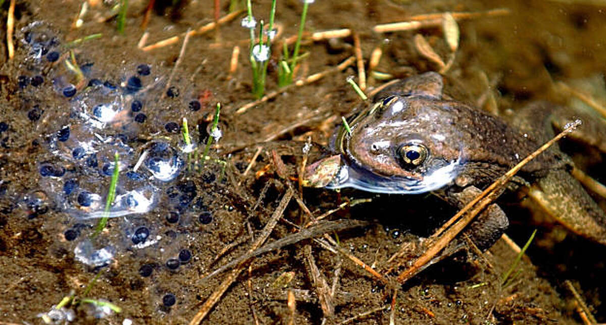 Scientists find species of nearly extinct frog