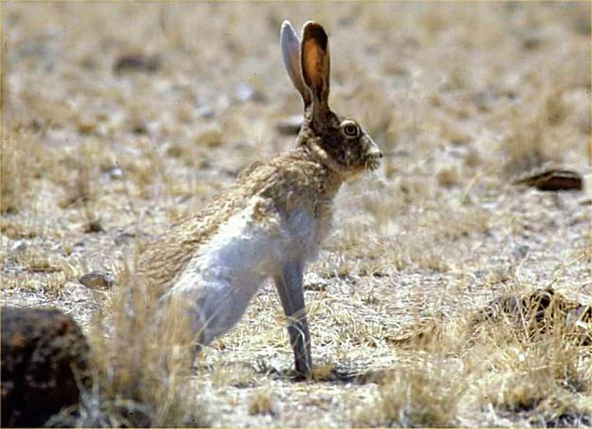 Government steps in to help elusive jackrabbit