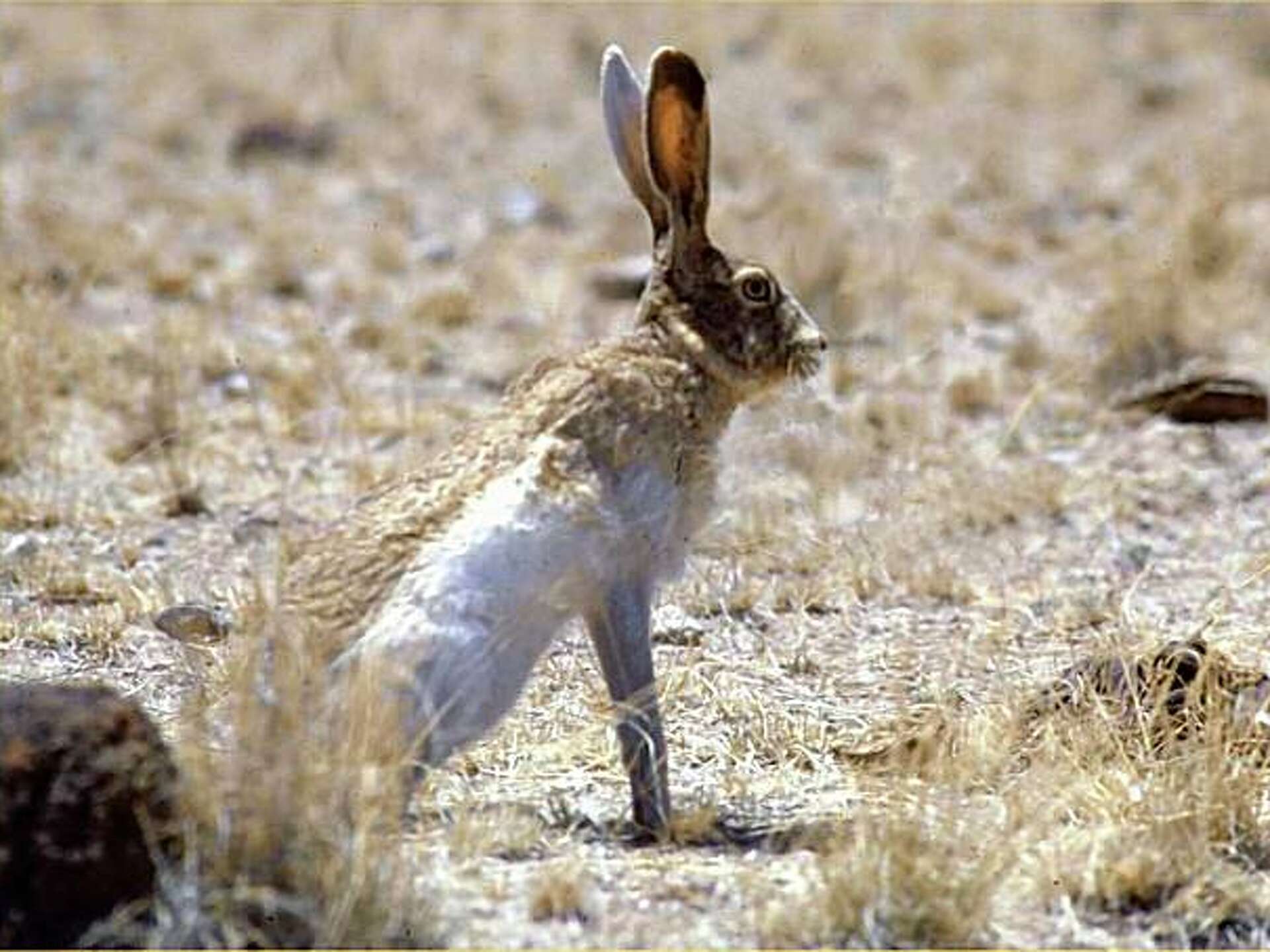 Government steps in to help elusive jackrabbit