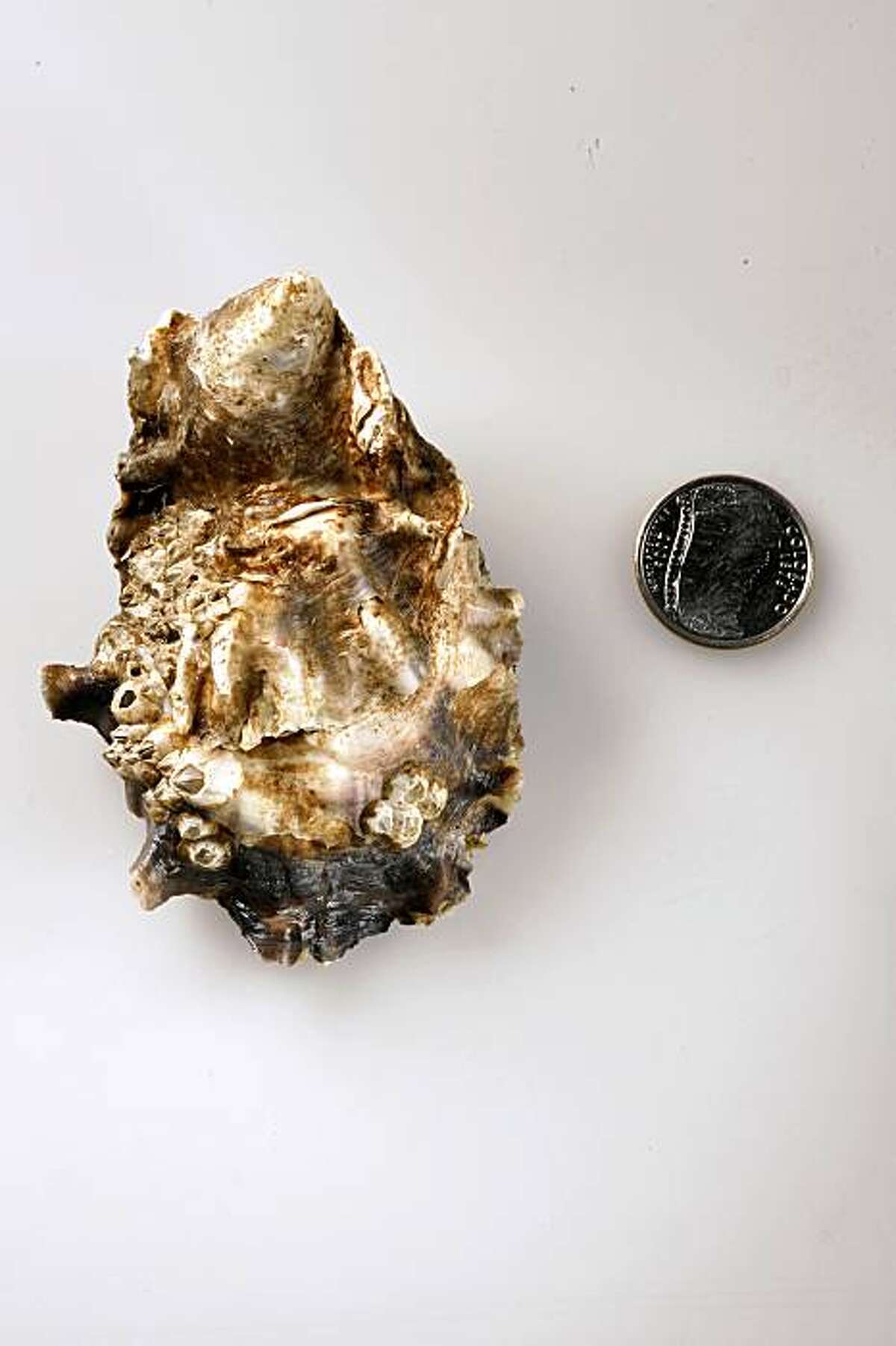 Oyster R rule gets a summer rewind