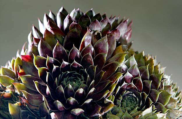 Suckers for succulents