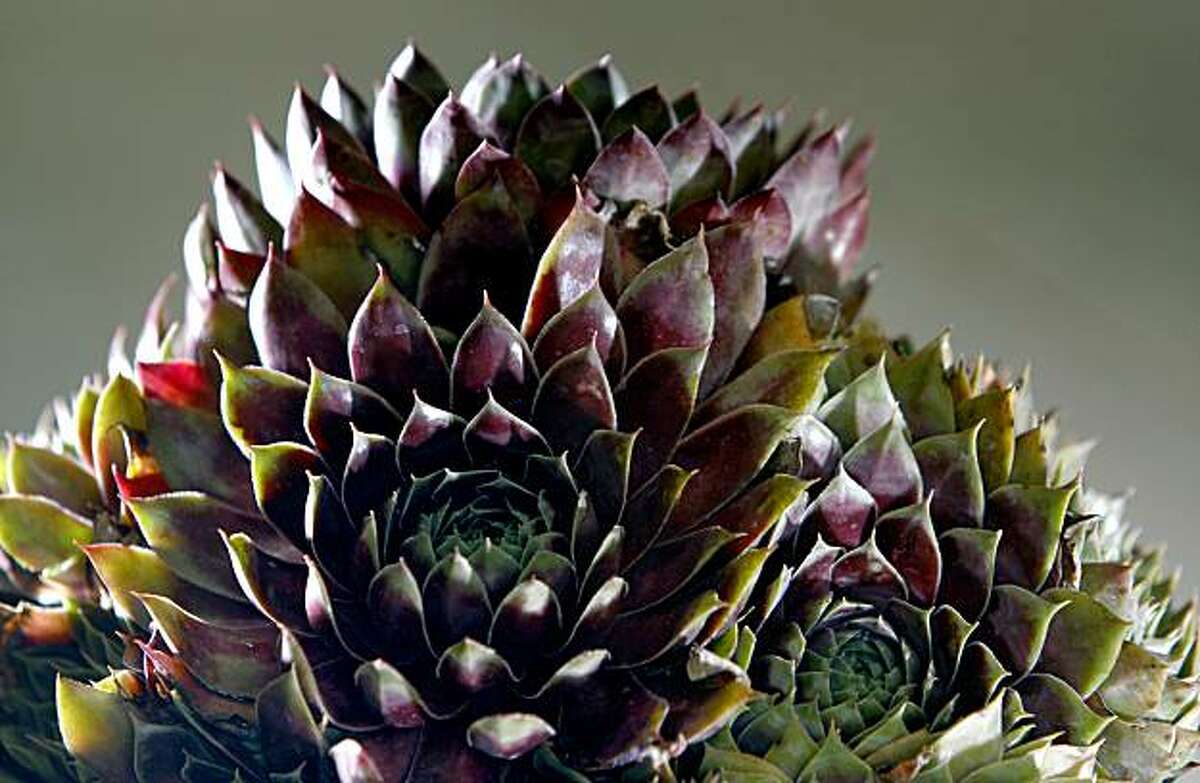 Suckers for succulents