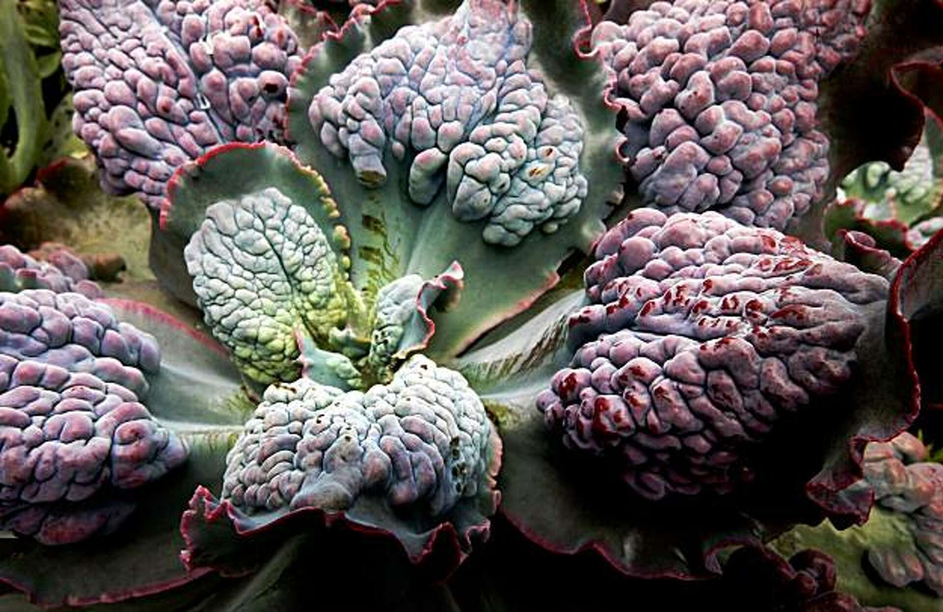 Suckers for succulents