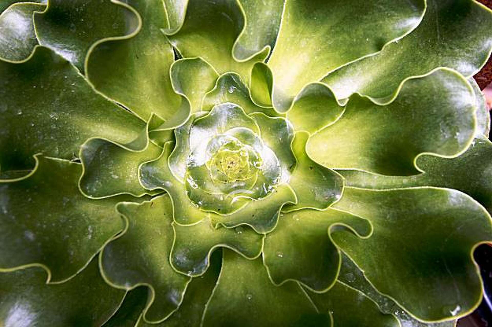 Suckers for succulents