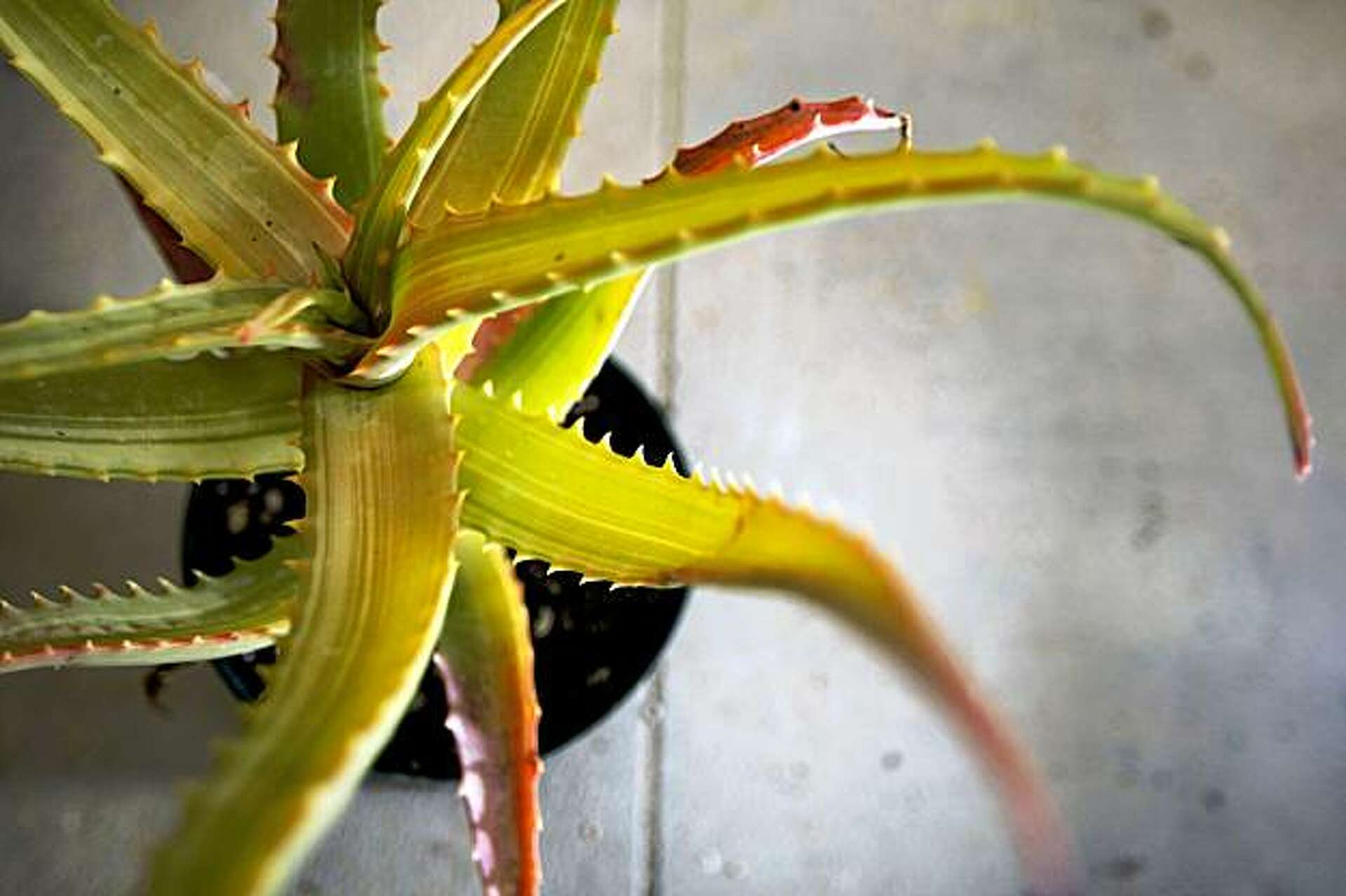 Suckers for succulents
