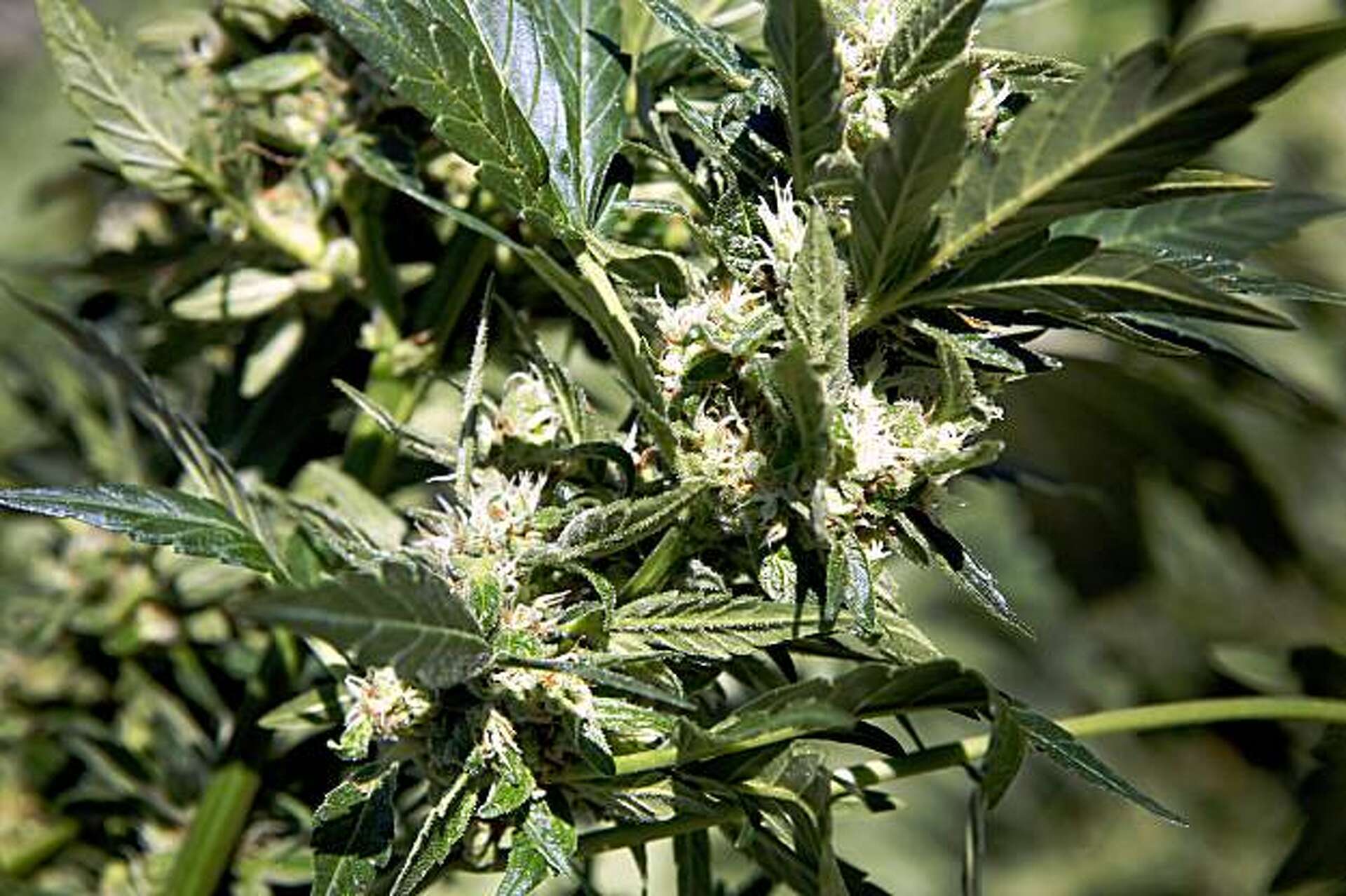 Mexican growers having big pot year in state