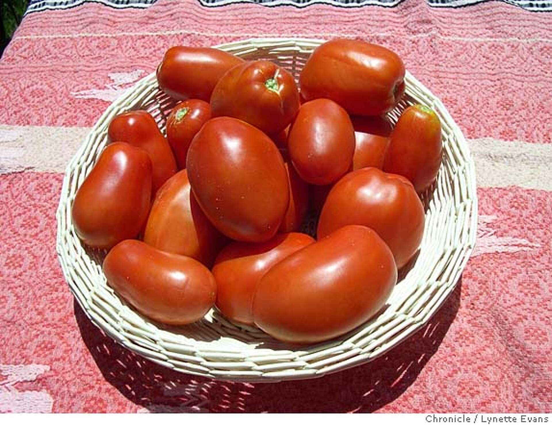Master gardeners' tomato picks for the coast